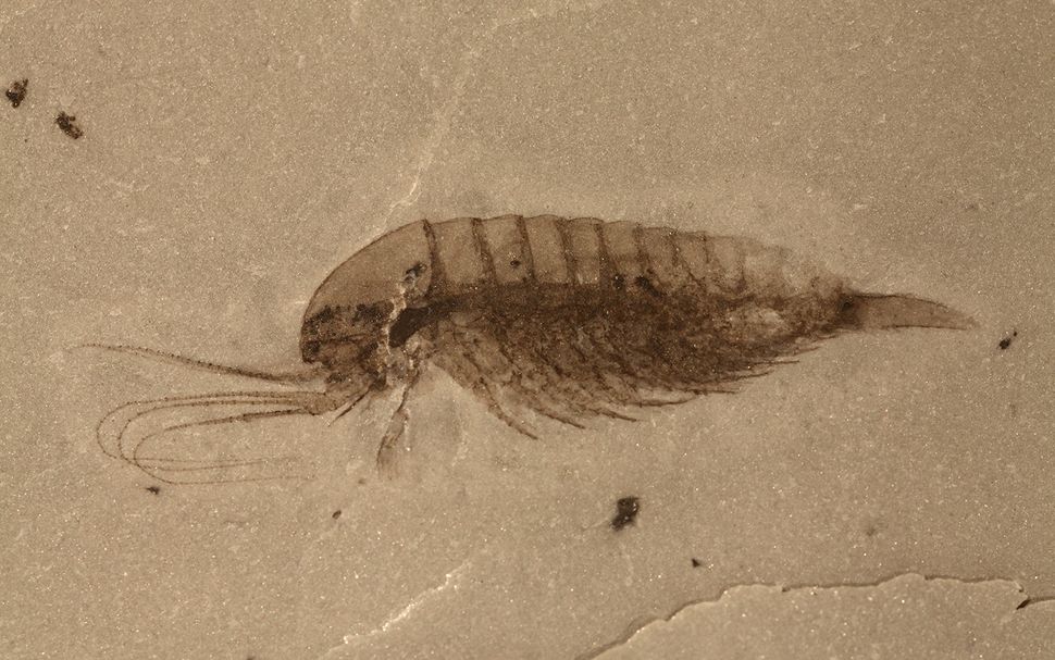 Bonanza of Bizarre Cambrian Fossils Reveals Some of the Earliest ...