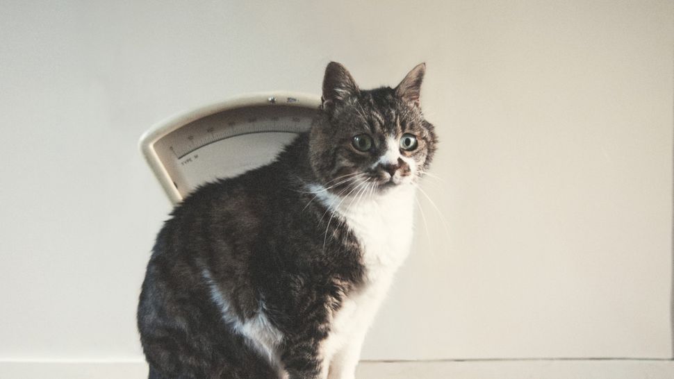 32 tips for taking care of senior cats | PetsRadar