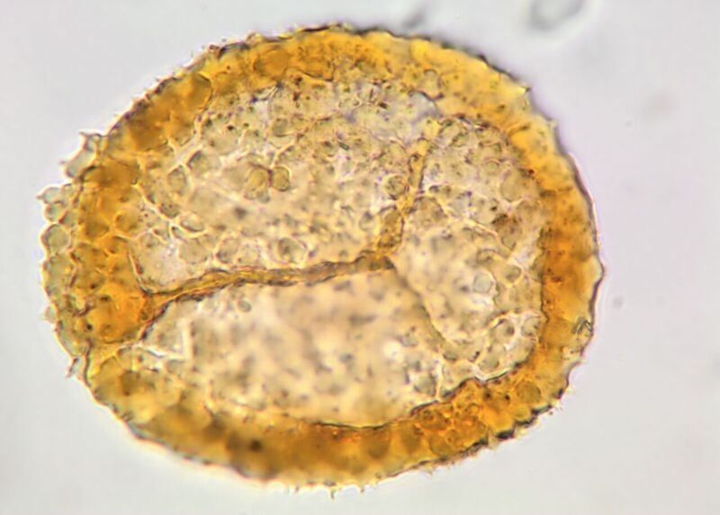 In Photos: Fossil Forest Unearthed in the Arctic | Live Science