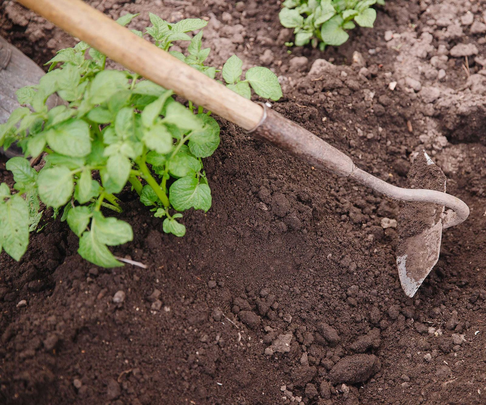 What is a garden hoe used for? Get to grips with this tool | Homes and ...