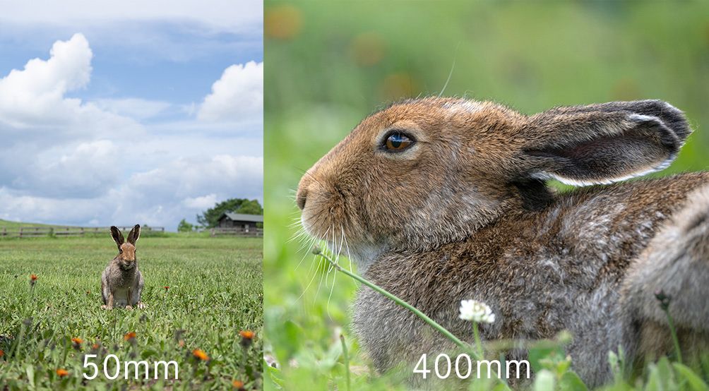 Tamron 50-400mm superzoom is coming for Nikon Z full-frame cameras ...