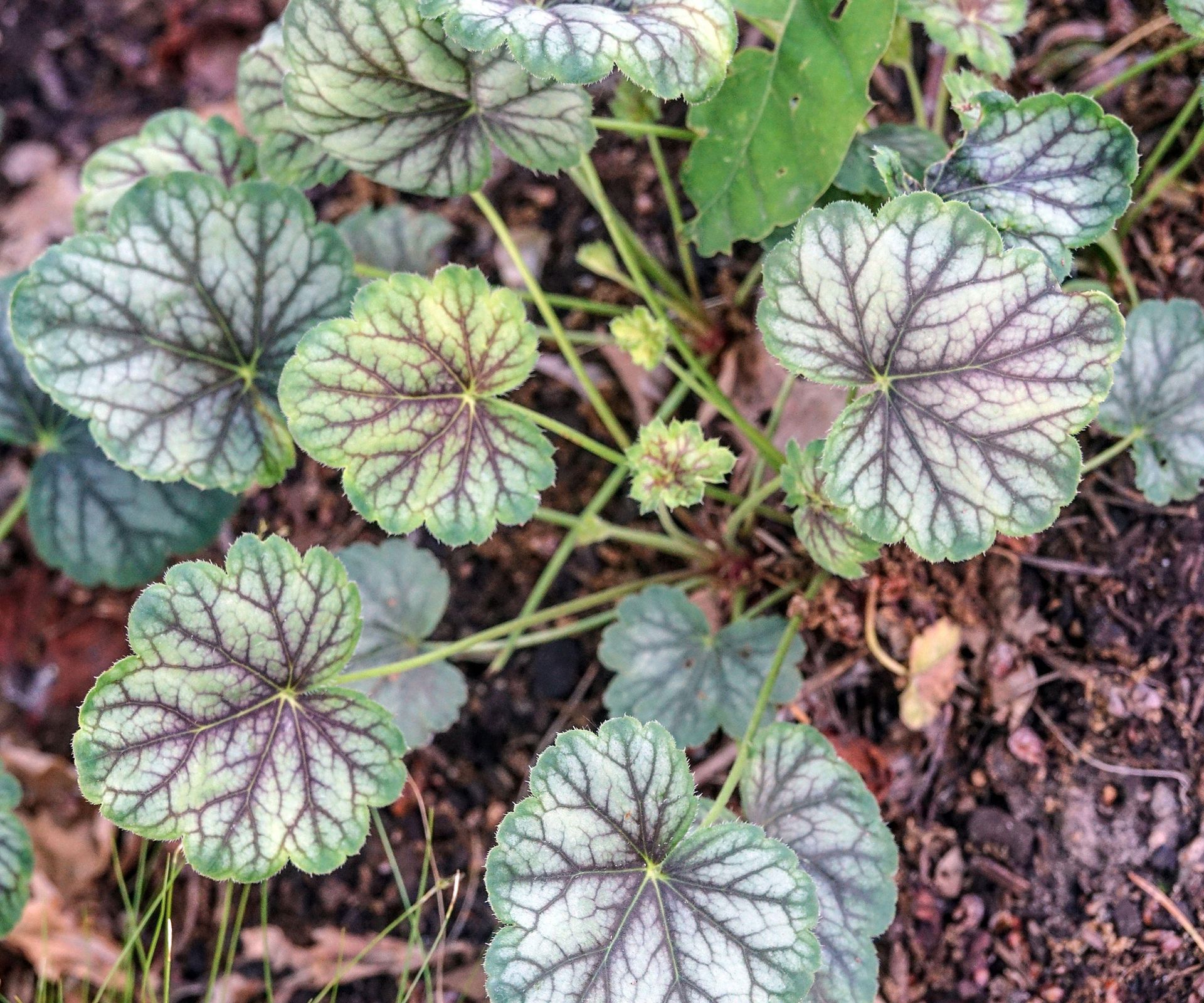 Heuchera varieties: 15 coral bells for foliage and flowers | Homes and ...