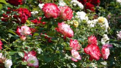 How to care for roses in fall and winter — for beautiful blooms year ...