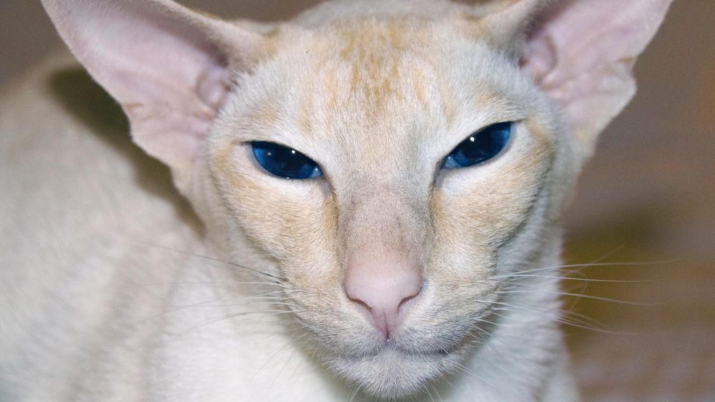 Hybrid cat breeds – and a few unusual breed mixes | PetsRadar