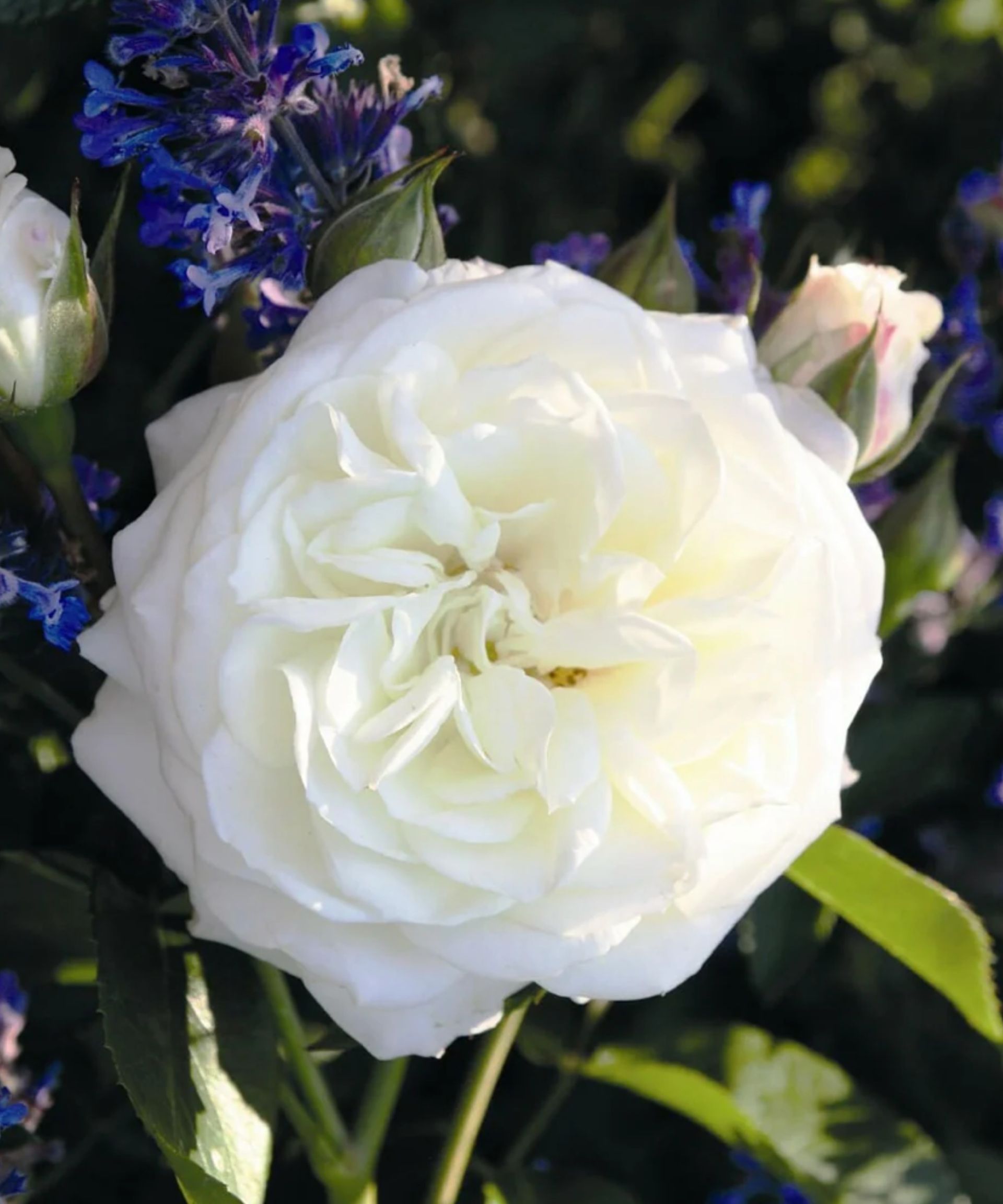 10 best rose varieties according to a professional grower | Homes and ...