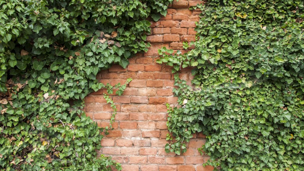 7 best plants to grow on a wall | Tom's Guide