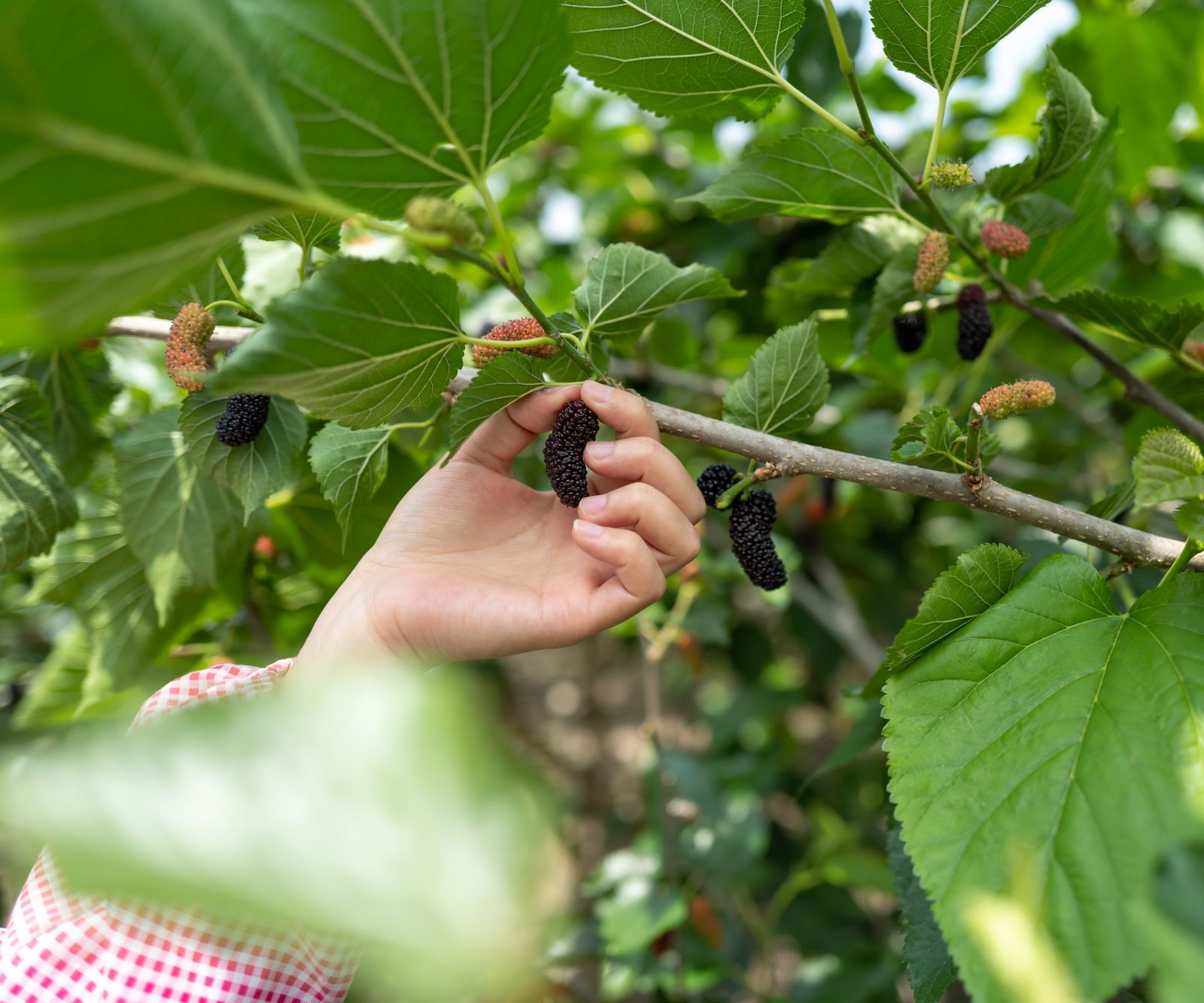 How to get a mulberry tree to fruit: 3 expert tips | Homes and Gardens