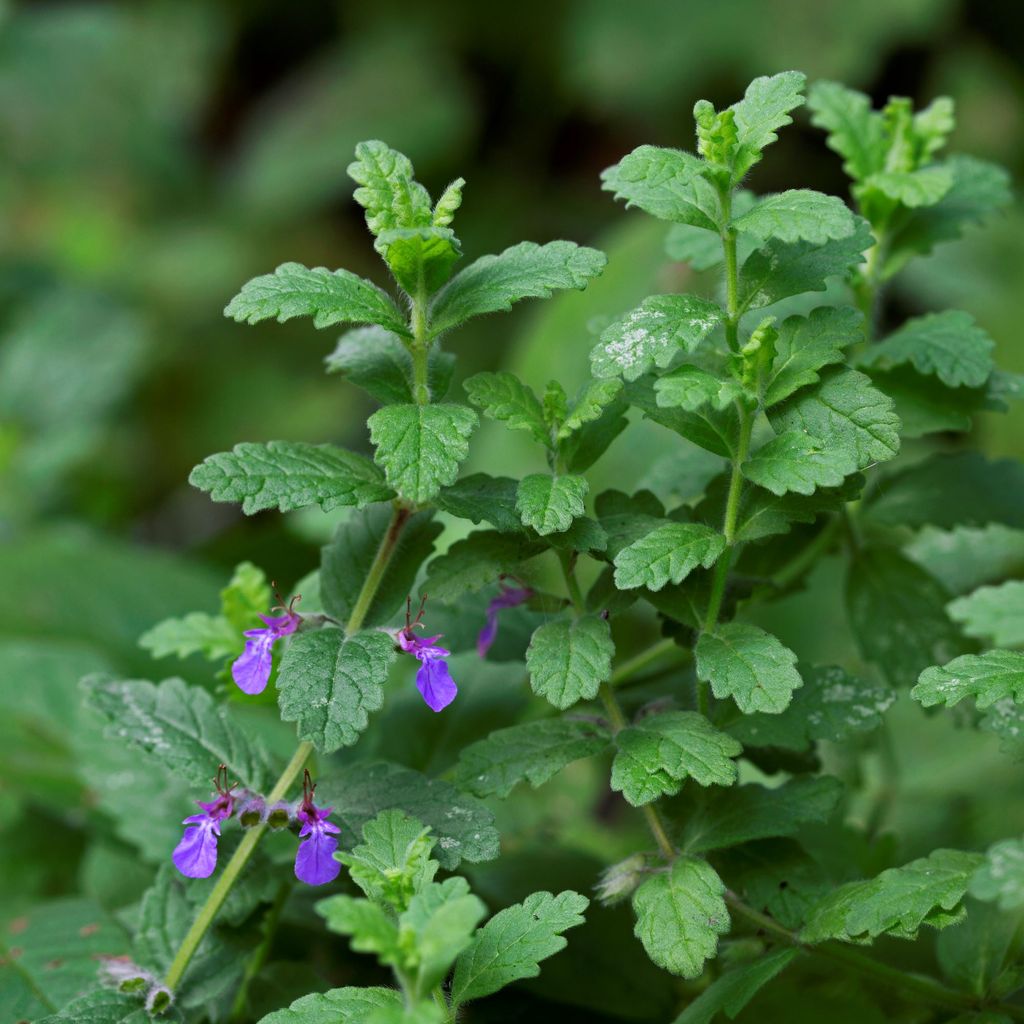 How to grow mint in a pot so it absolutely thrives | Ideal Home