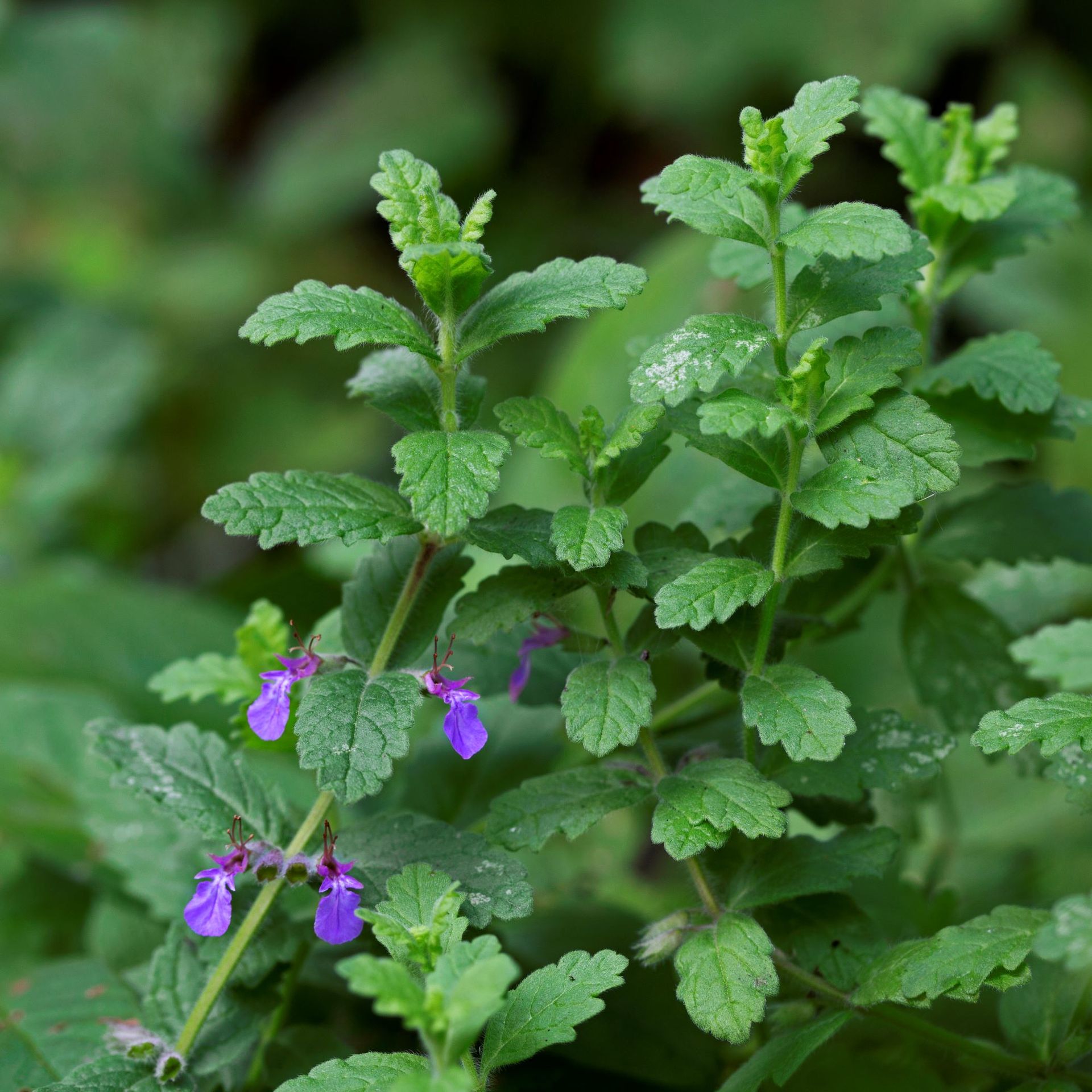 How to grow mint in a pot so it absolutely thrives | Ideal Home