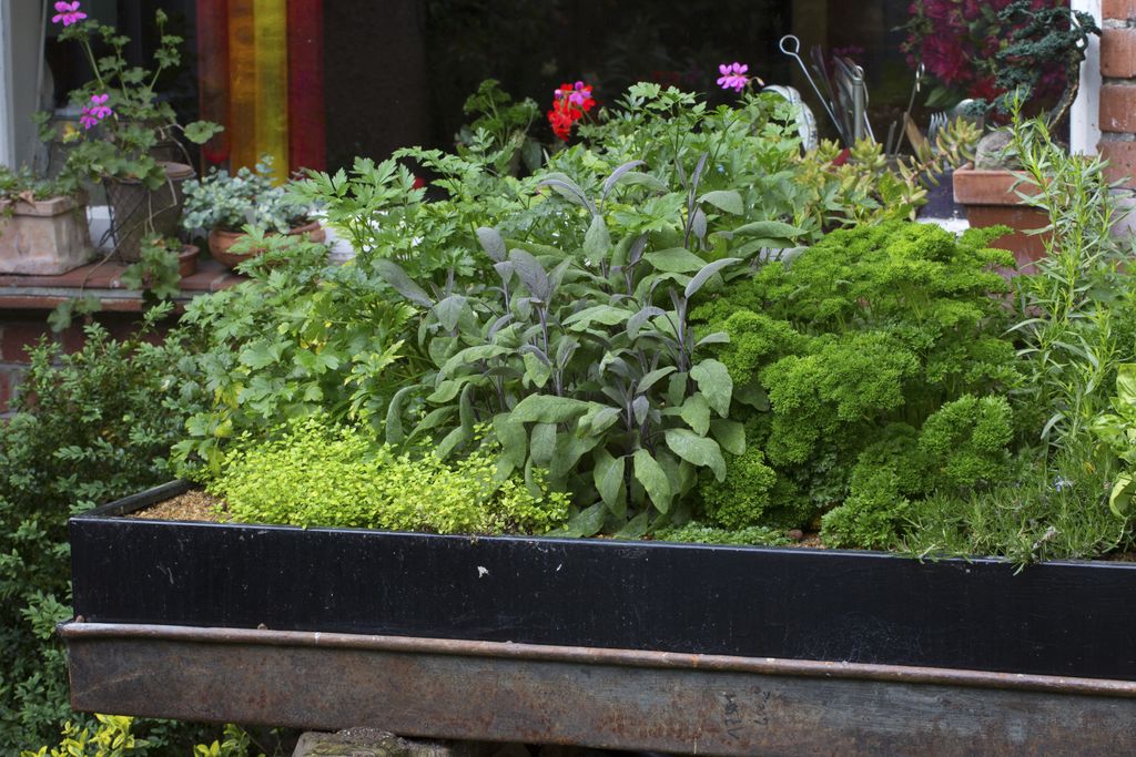 Herb garden: planting ideas and advice on how to grow herbs | Real Homes