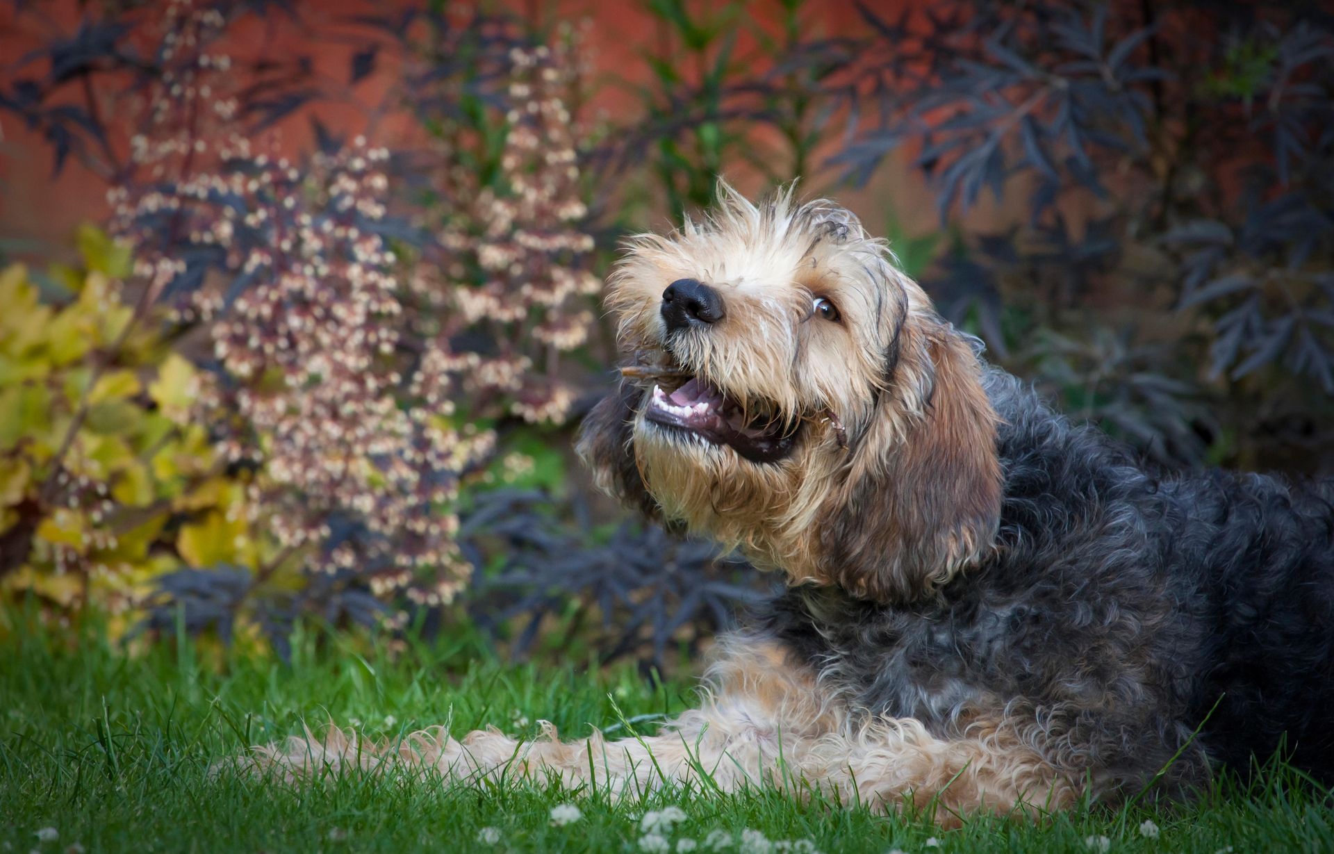 The otterhound — the story behind Britain's rarest breed of dog ...