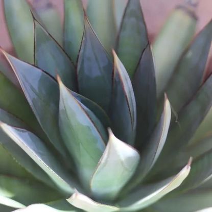 Growing agave indoors: how to care for this spiky succulent | Homes and ...