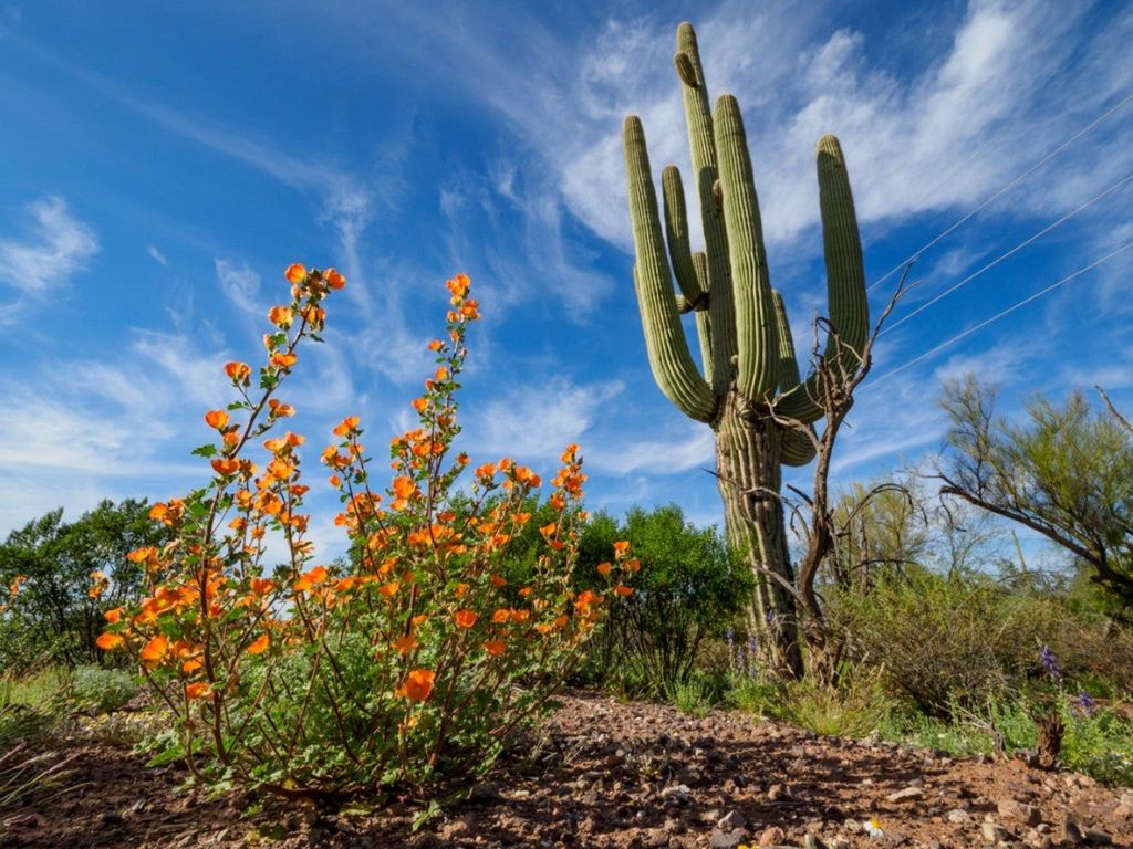 How Plants Survive In The Desert | Gardening Know How