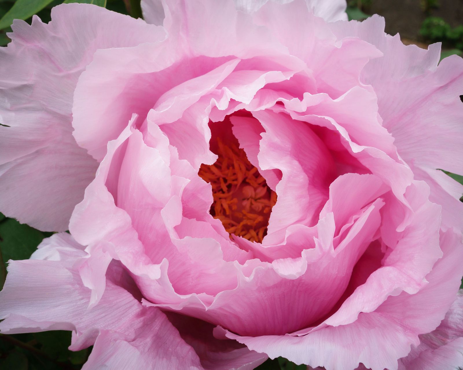 Peonies care - everything you need to know | Livingetc