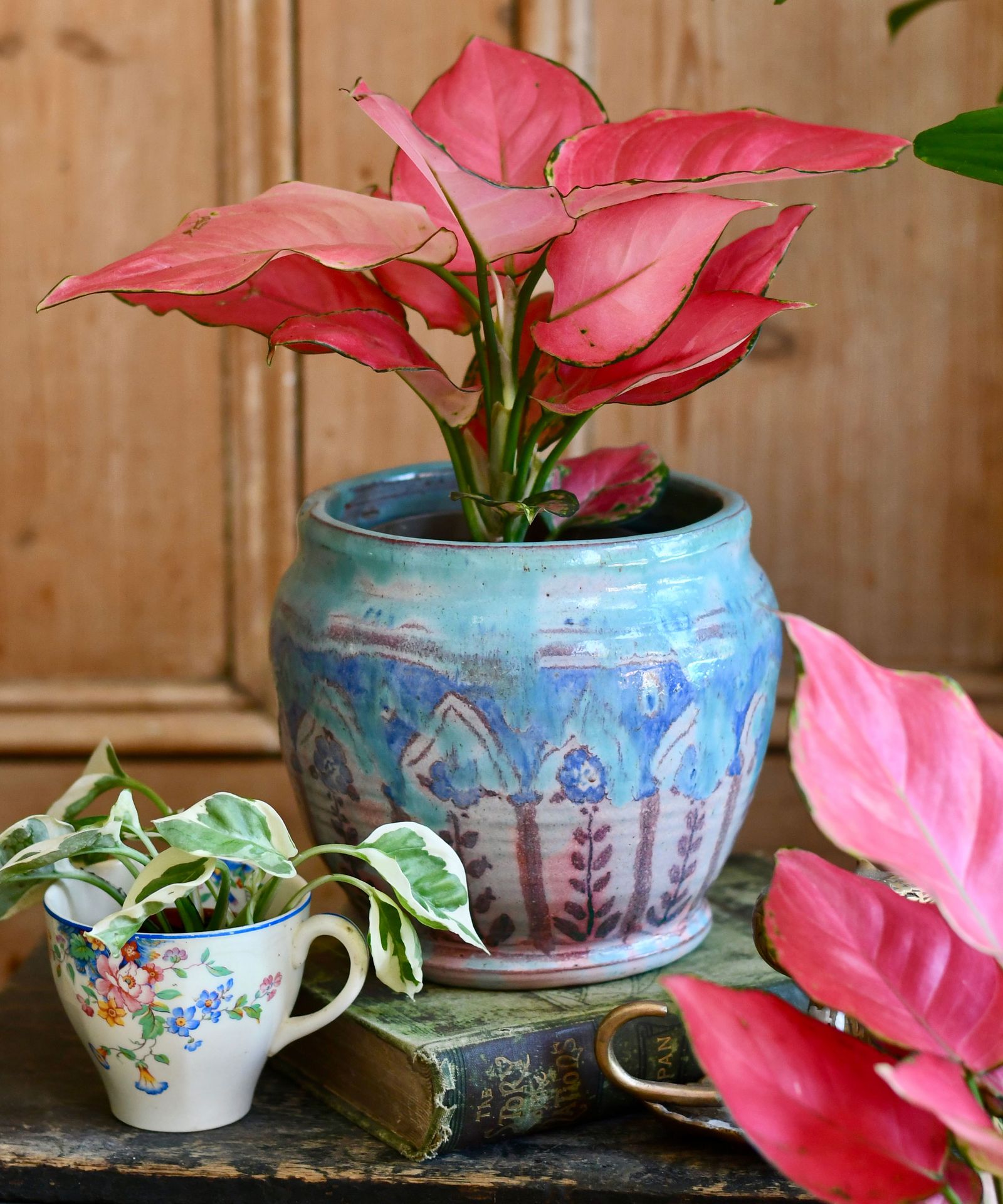 Best winter houseplants: 21 plants to grow indoors in winter | Homes ...