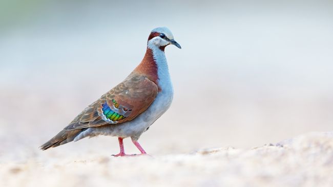 32 unusual poisonous animals | Live Science