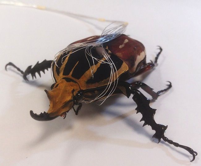 Scientists Hijack Bugs, Turn Them into Cyborgs | Live Science