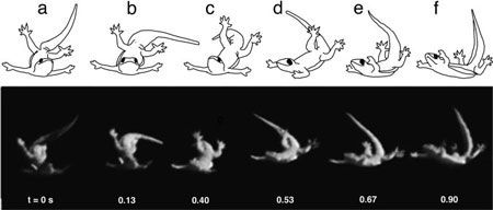 6 Crazy Skills That Prove Geckos Are Amazing | Live Science