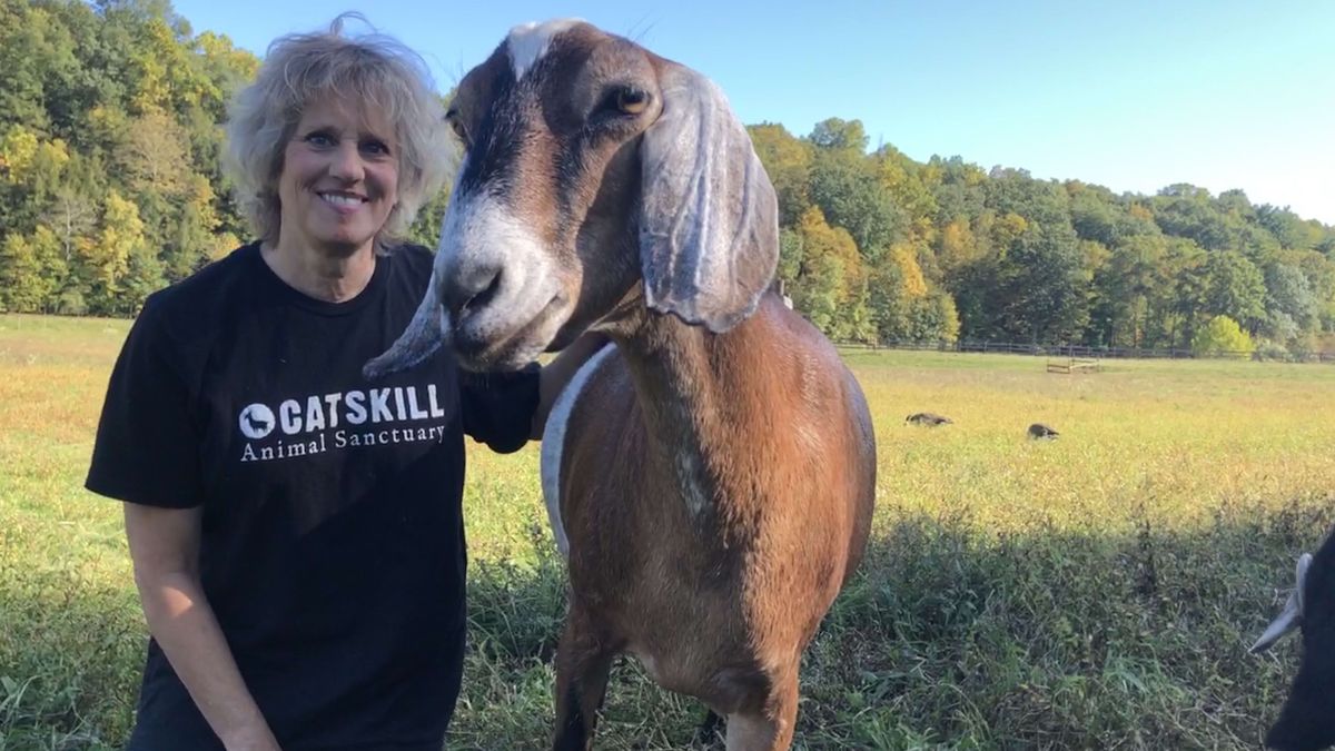 Farm animals — and people — find healing at this New York sanctuary ...
