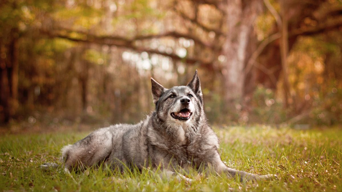32 best dog breeds for cold climates | PetsRadar