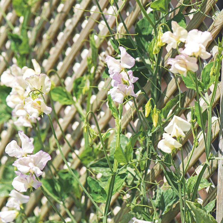 How to grow blueberries so you never have to buy them again | Ideal Home
