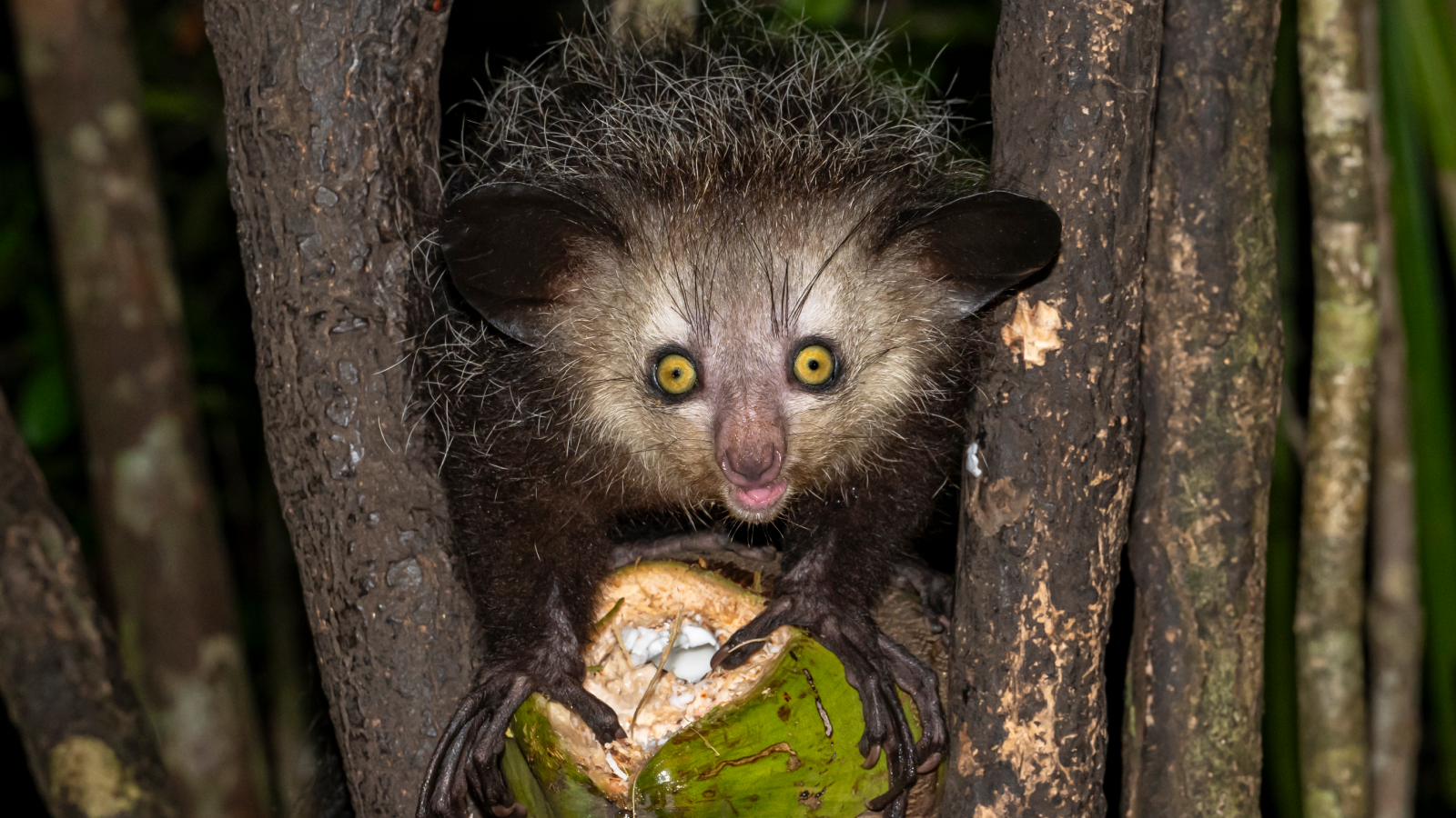 Aye-ayes: The strange nocturnal lemurs with long, creepy fingers | Live Science