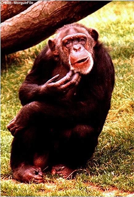 Chimps More Evolved Than Humans | Live Science