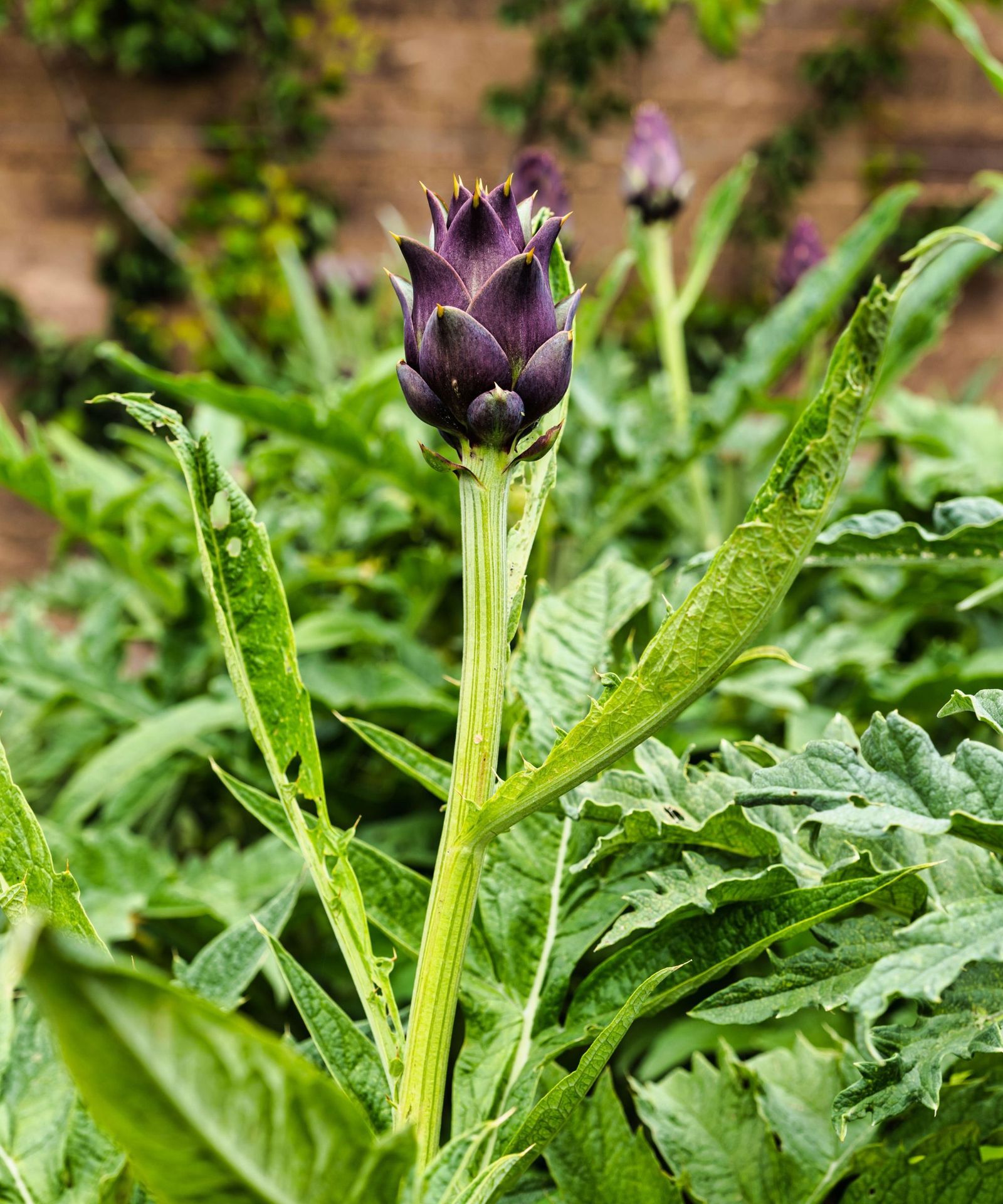 When are artichokes in season? For the perfect harvest | Homes and Gardens