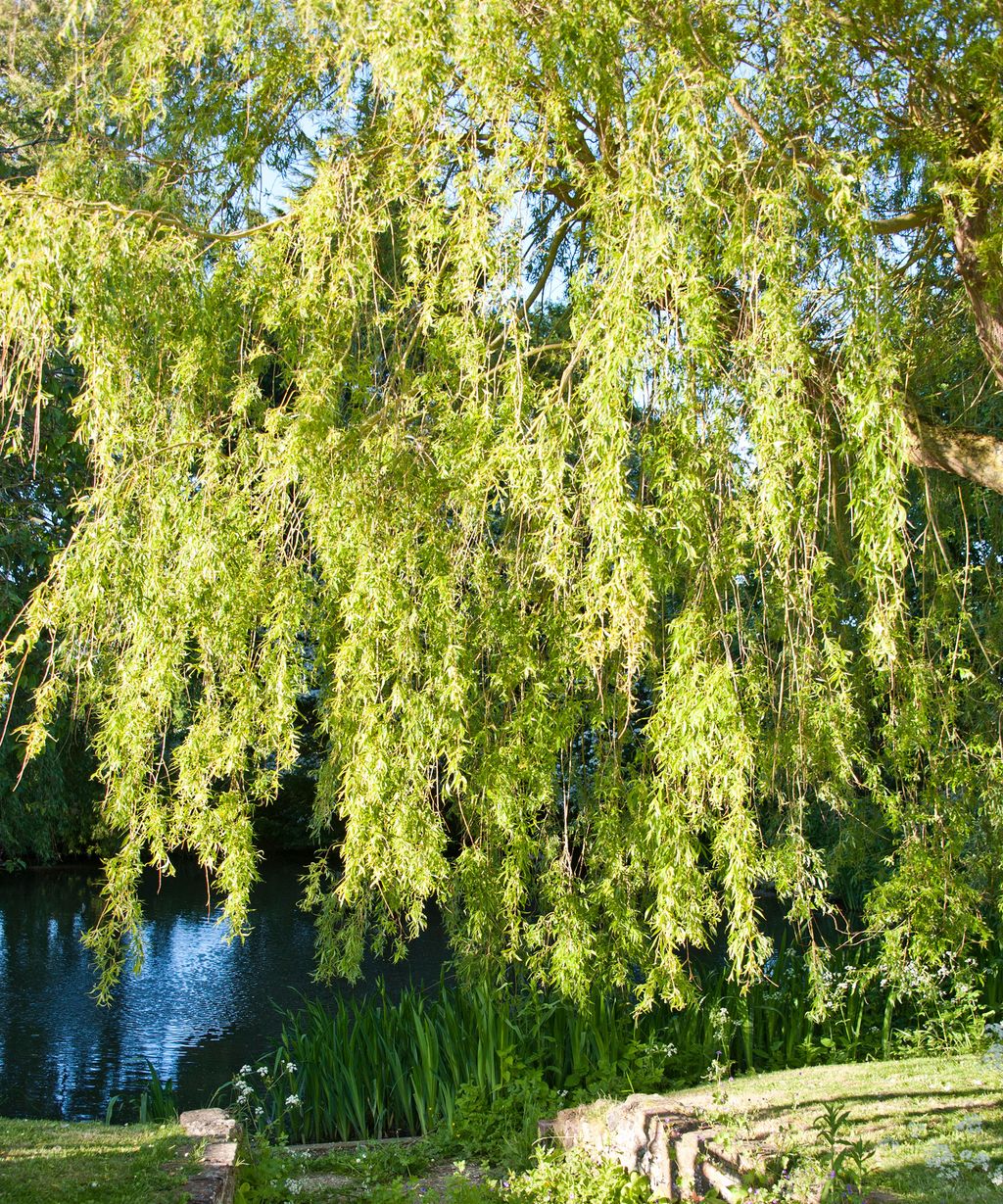 How to identify British trees – by leaf, fruit, shape, size, bark and ...