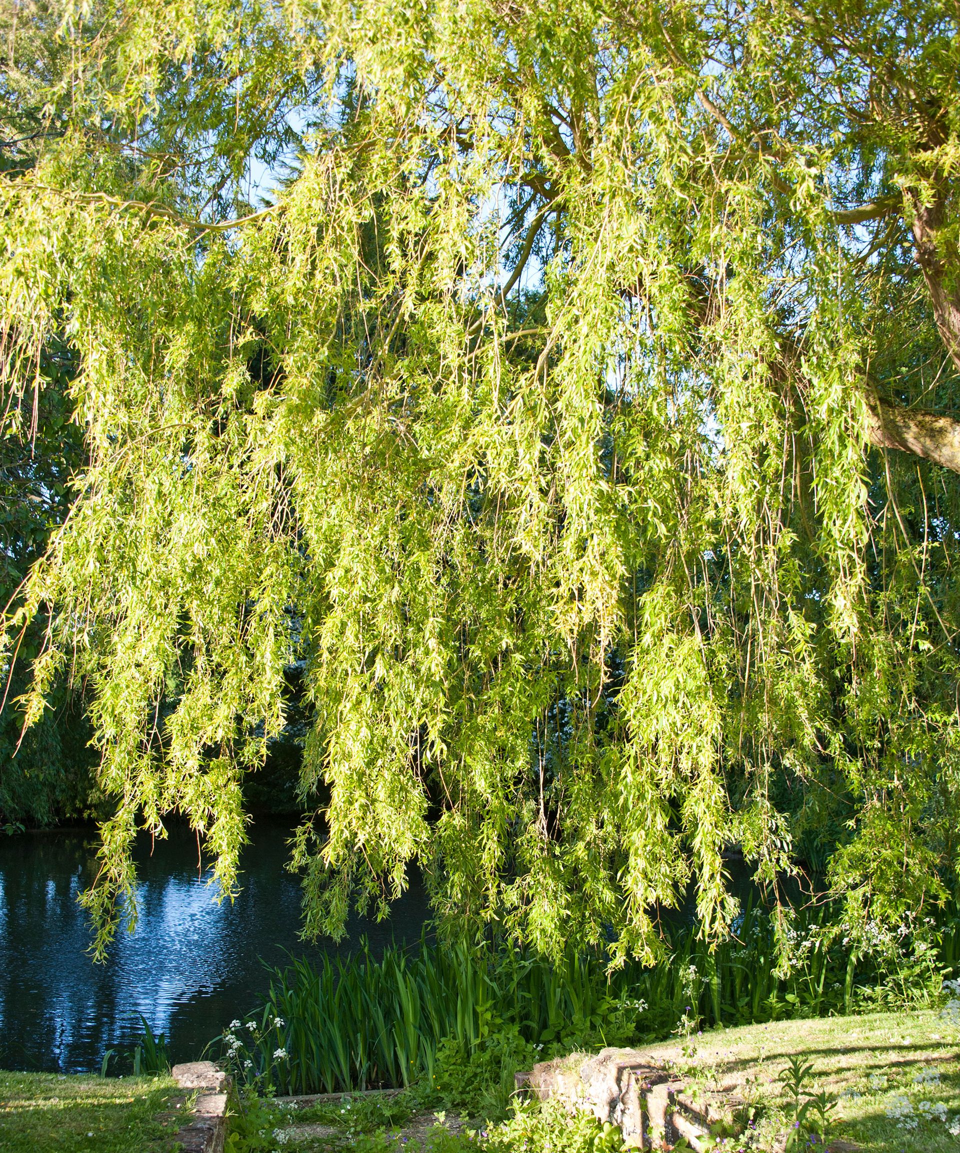 How to identify British trees – by leaf, fruit, shape, size, bark and ...
