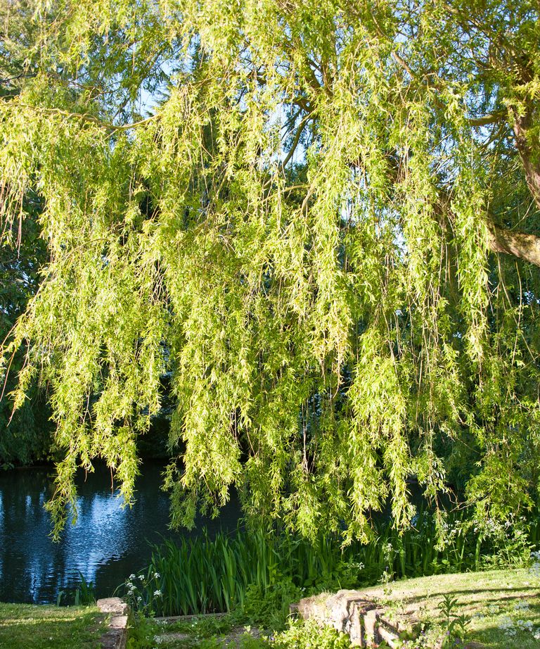 How to identify British trees – by leaf, fruit, shape, size, bark and ...
