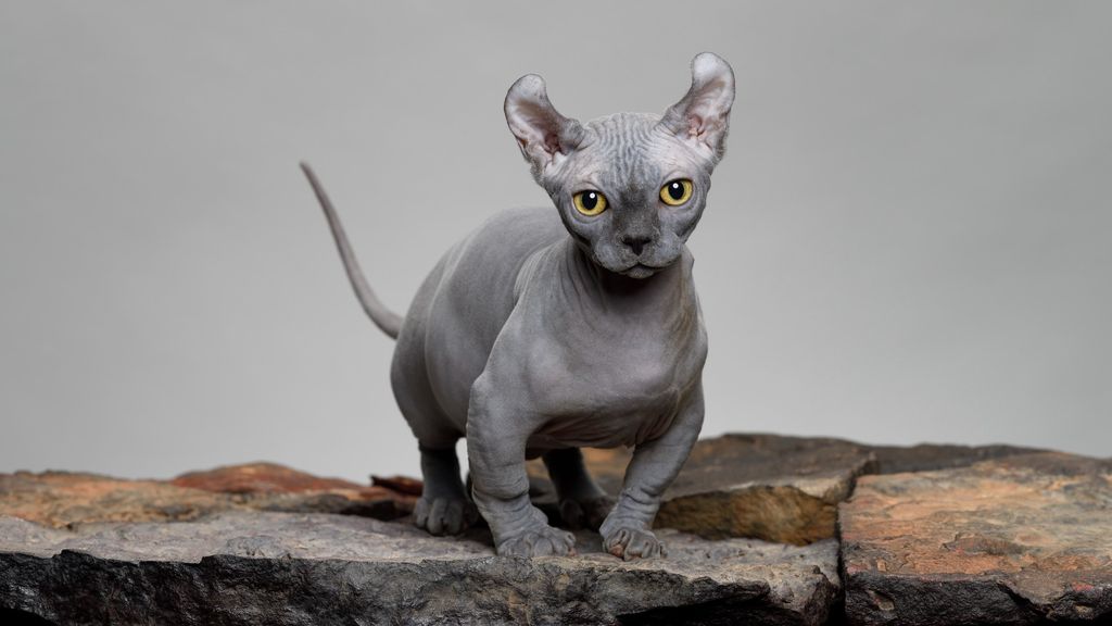 8 bald and beautiful hairless cat breeds | PetsRadar