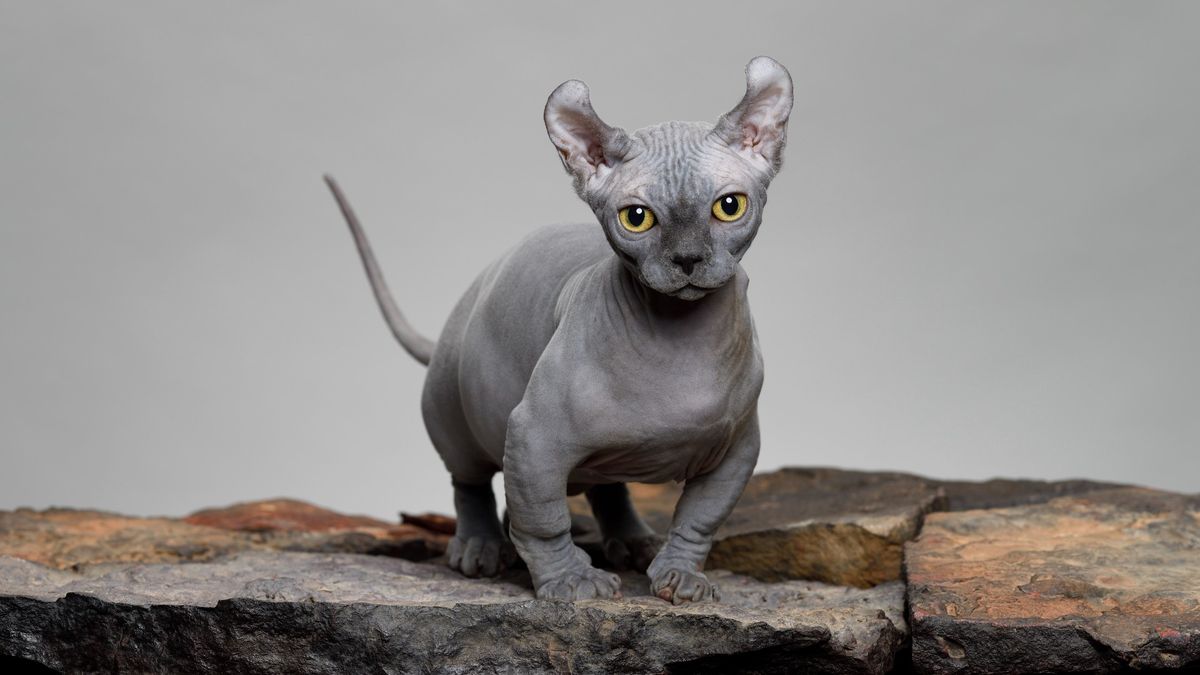 8 bald and beautiful hairless cat breeds | PetsRadar