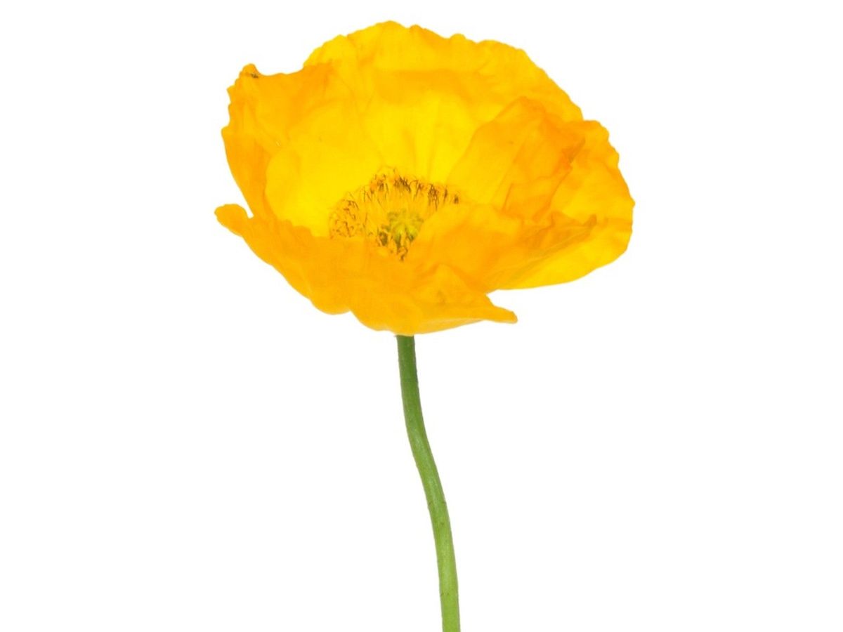 Indoor Iceland Poppy Care: Growing Iceland Poppy As A Houseplant ...