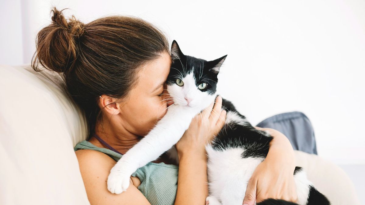 32 tips for training your cat | PetsRadar