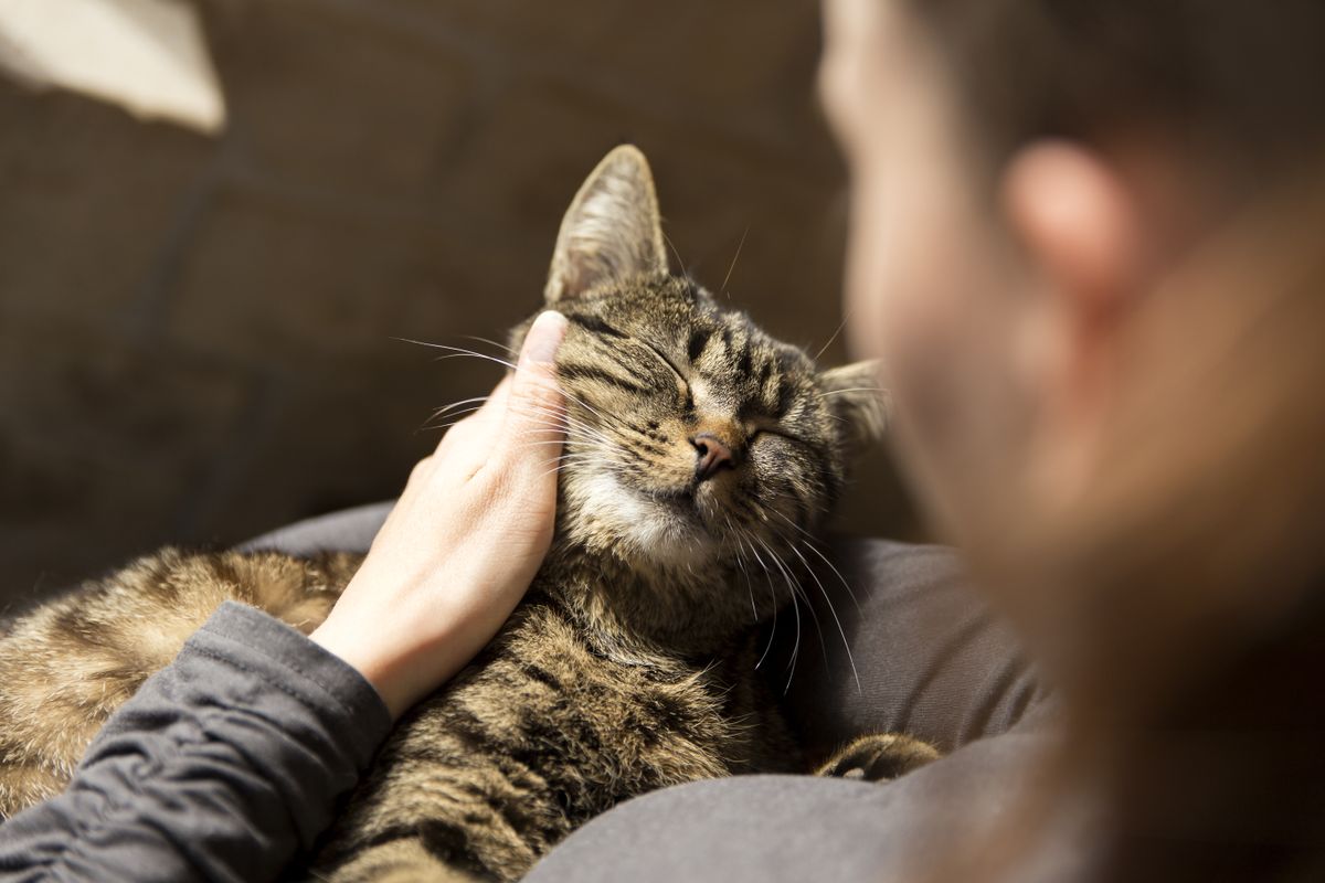 Therapy cats can be surprisingly effective, says new study | PetsRadar