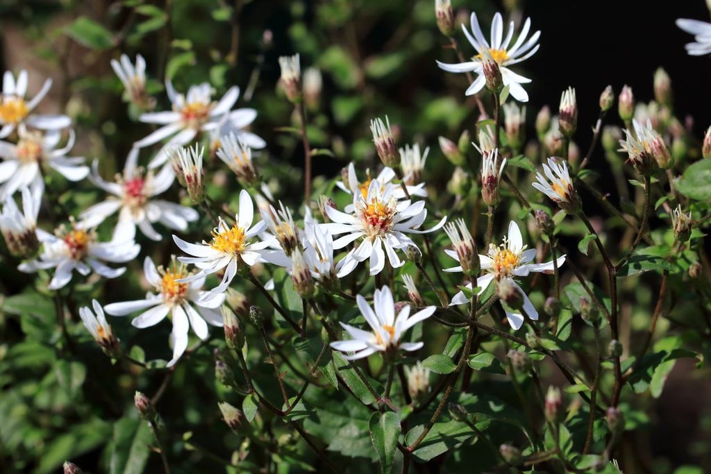 Choosing White Aster Flowers: What Are Some Types Of White Aster Plants ...