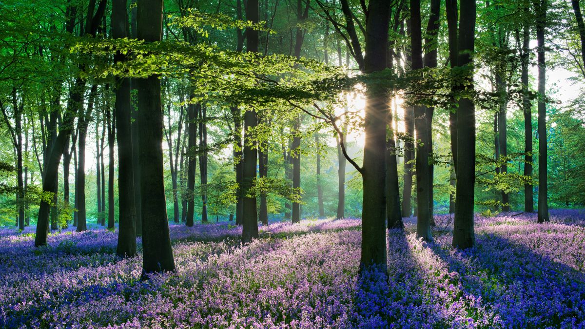 The top spots in the UK for forest bathing revealed | Advnture