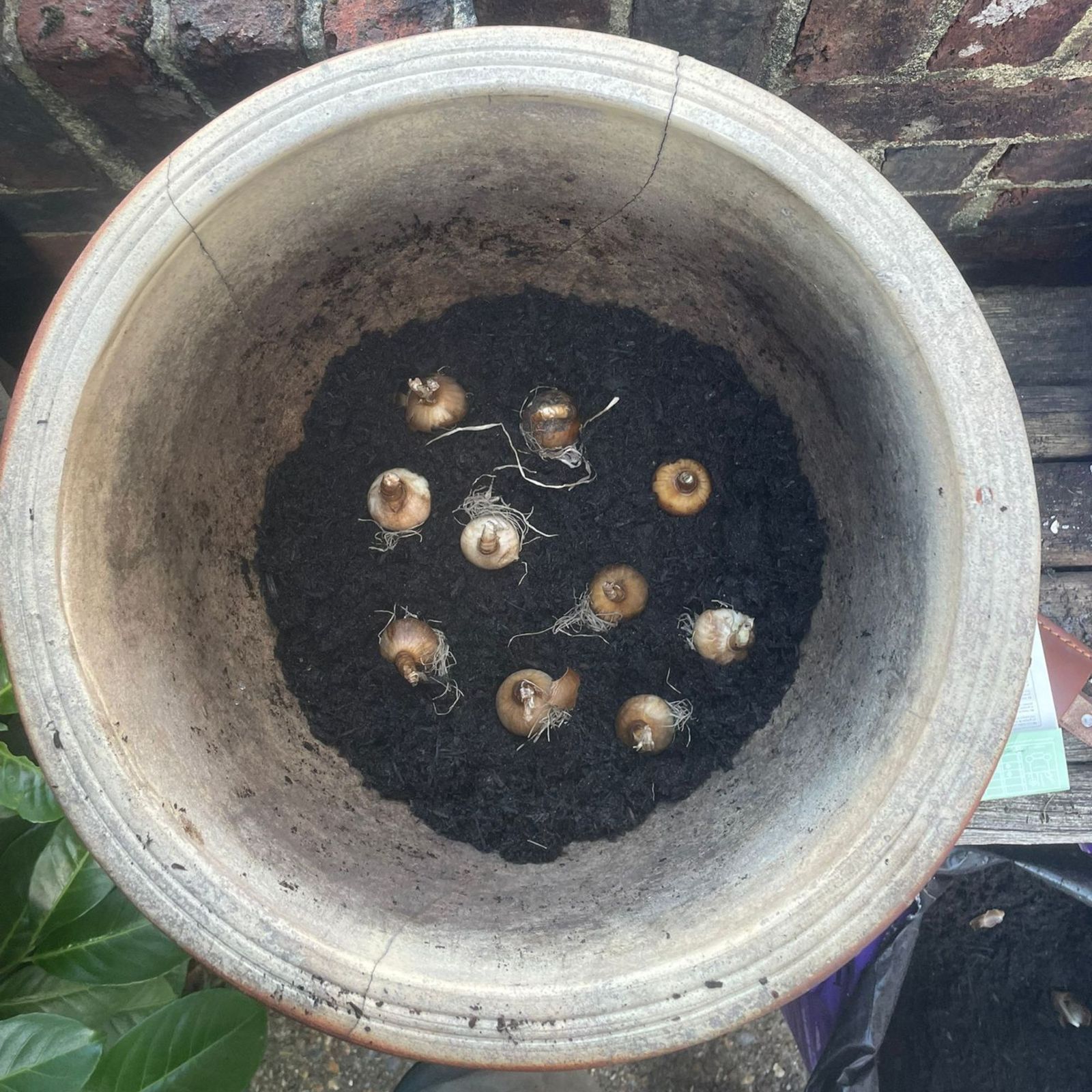 How I made a bulb lasagne in a pot for endless spring colour | Ideal Home