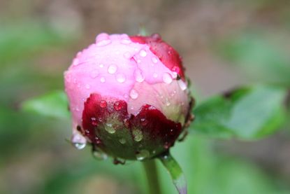 When to Plant Peonies — 5 Expert Tips for Planting in Spring | Livingetc