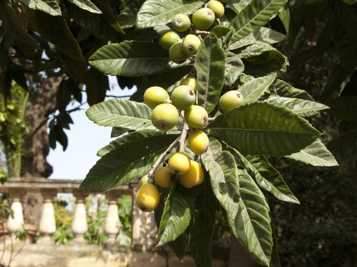 Reasons For Loquat Leaf Loss - Why Is A Loquat Tree Dropping Leaves ...