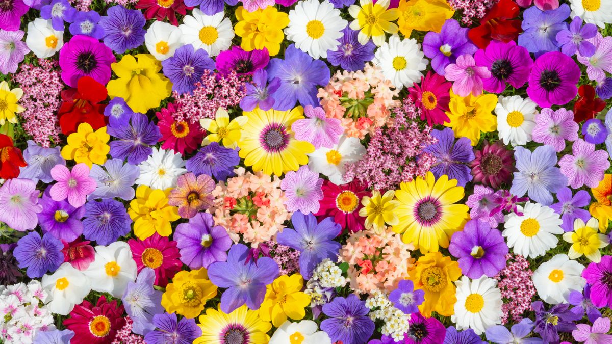 Different Types Of Flowers – Everything You Need To Know | Gardening ...