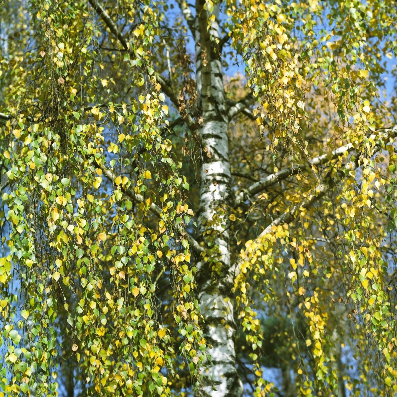 Weeping Silver Birch Trees - Learn About Weeping Silver Birch Growing ...