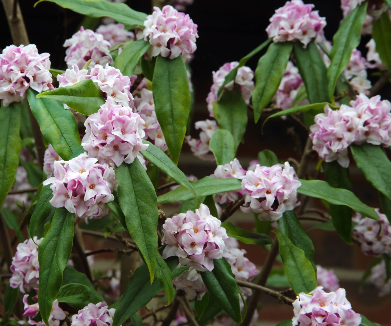 How to grow daphne: tips on growing in your winter garden | Homes and ...