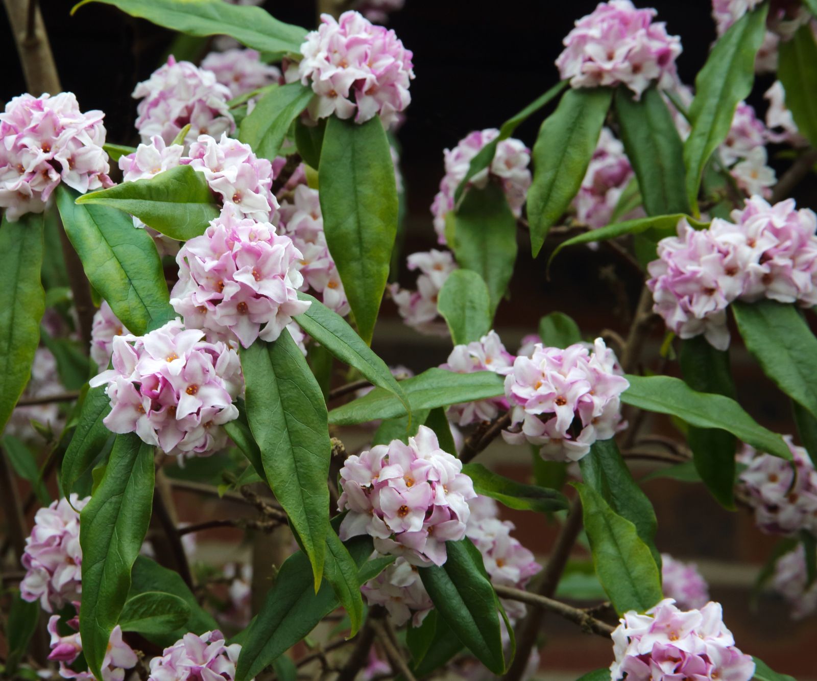 How to grow daphne: tips on growing in your winter garden | Homes and ...