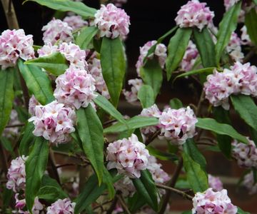 How to grow daphne: tips on growing in your winter garden | Homes and ...