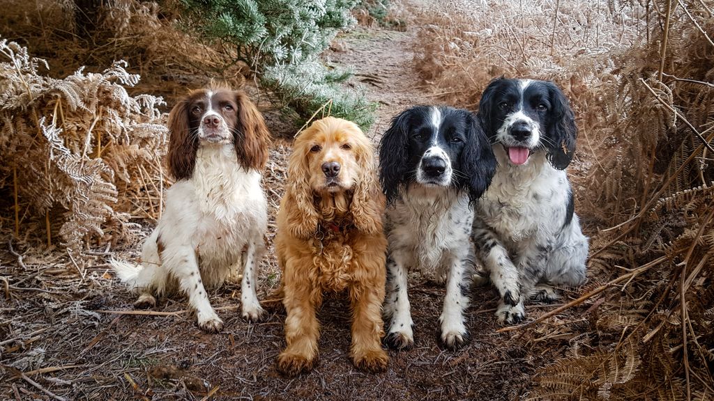 Cocker Spaniel vs Springer Spaniel | PetsRadar