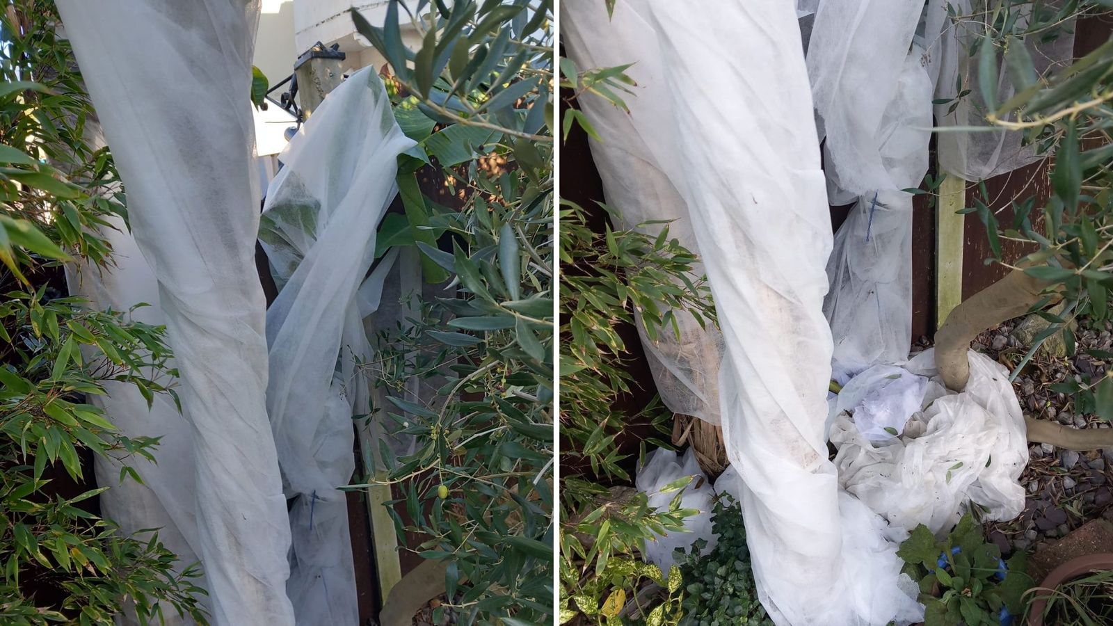 How to protect banana plants in winter: an expert guide | Woman & Home