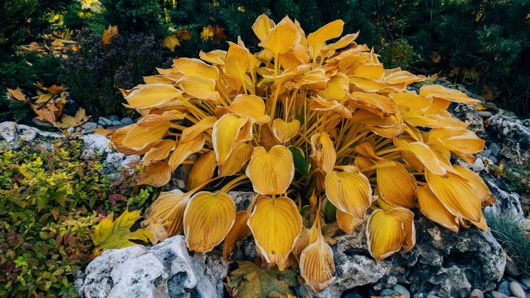 Do This 1 Thing to Your Hostas in Fall for Greener Growth | Gardening ...