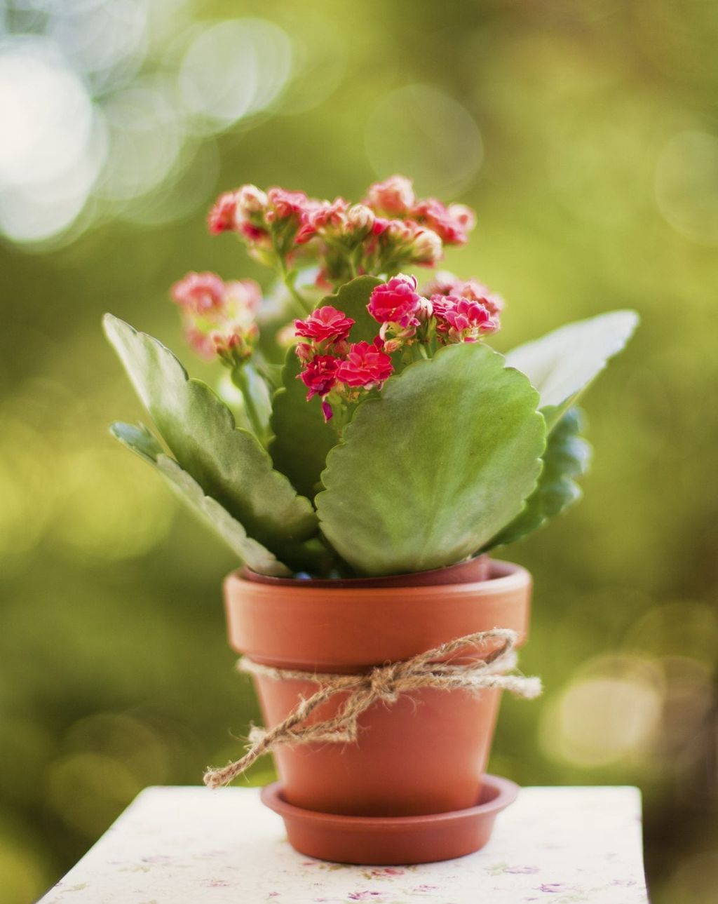 Best Houseplant Gifts: Tips For Indoor Plant Sharing With Others ...